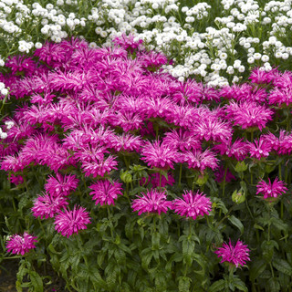 Bee Balm Plants | Monarda | Plant Addicts