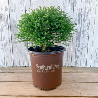 Spring Grove® Arborvitae | Plant Addicts