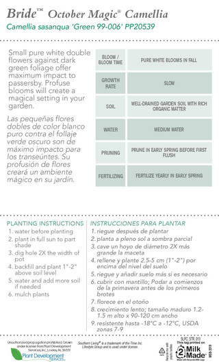 October Magic Bride Camellia | PlantAddicts.com