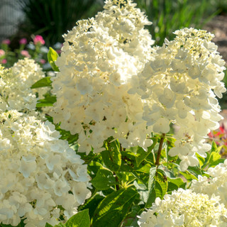 Gatsby Moon® Hydrangea | Plant Addicts