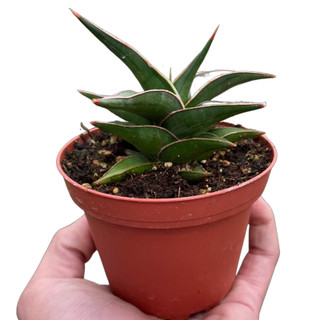Snake Plants | Sansevieria | Mother-In-Law's Tongue | Plant Addicts