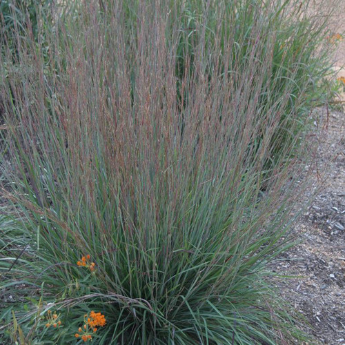 Bluestem Grass | Plant Addicts