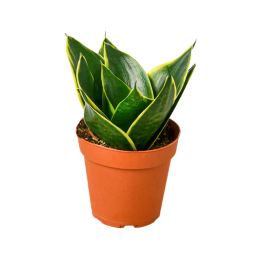 Snake Plants | Sansevieria | Mother-In-Law's Tongue | Plant Addicts