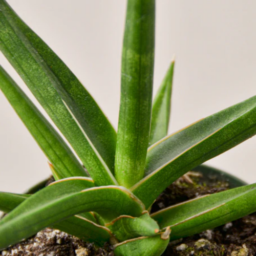 Snake Plants | Sansevieria | Mother-In-Law's Tongue | Plant Addicts