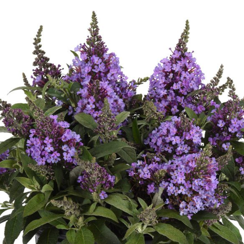 Chrysalis Steel Blue Butterfly Bush | Plant Addicts