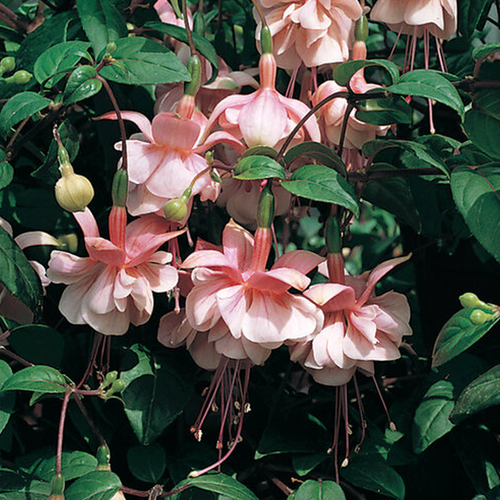 Southgate Fuchsia | Plant Addicts