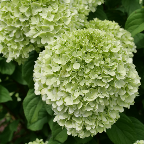 Powerball Panicle Hydrangea | Plant Addicts