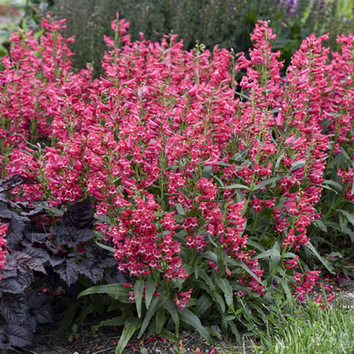 Bejeweled Rose Rhinestones Bearded Penstemon | Plant Addicts