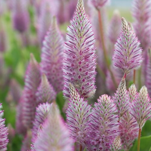 Matilda Mulla Mulla | Plant Addicts