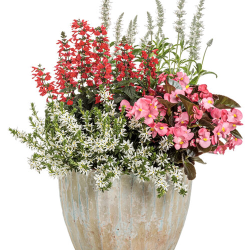 Stardiva® White Fan Flower | Plant Addicts
