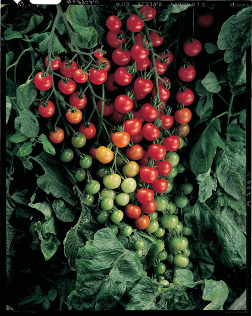 Power Pops Tomato | Plant Addicts