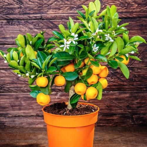 California Honey Mandarin Tree | Plant Addicts