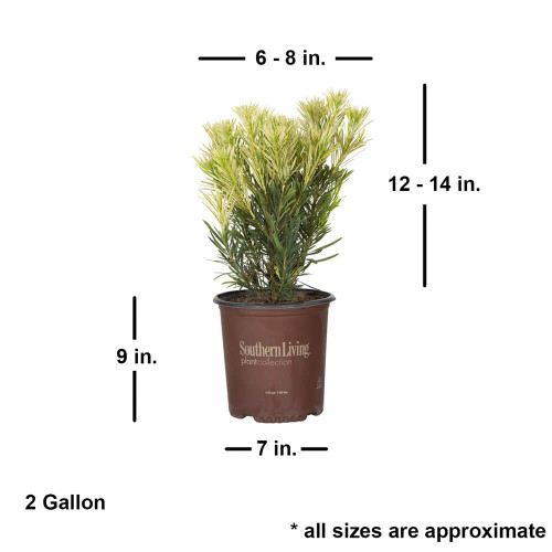Roman Candle Podocarpus | PlantAddicts.com