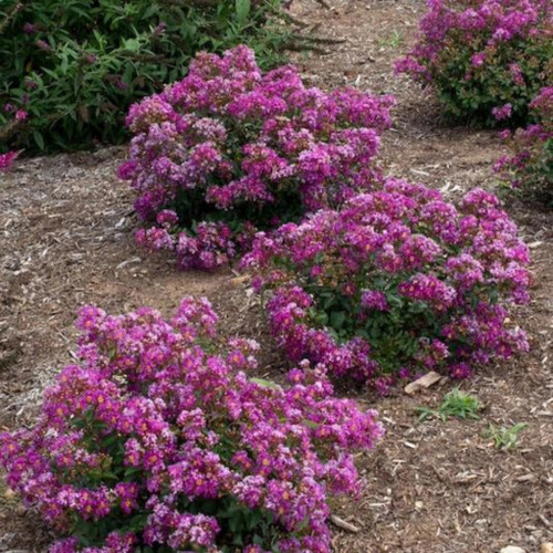 Bellini® Grape Crape Myrtle | Plant Addicts