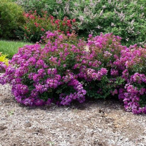 Bellini® Grape Crape Myrtle | Plant Addicts