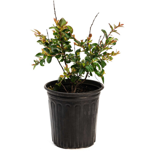 Bellini® Raspberry Crape Myrtle | Plant Addicts