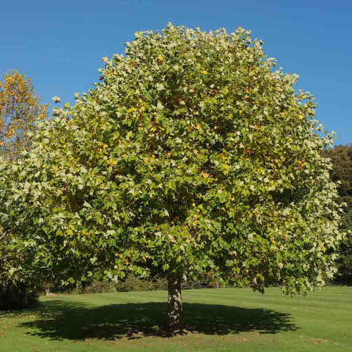 Tulip Poplar | Plant Addicts