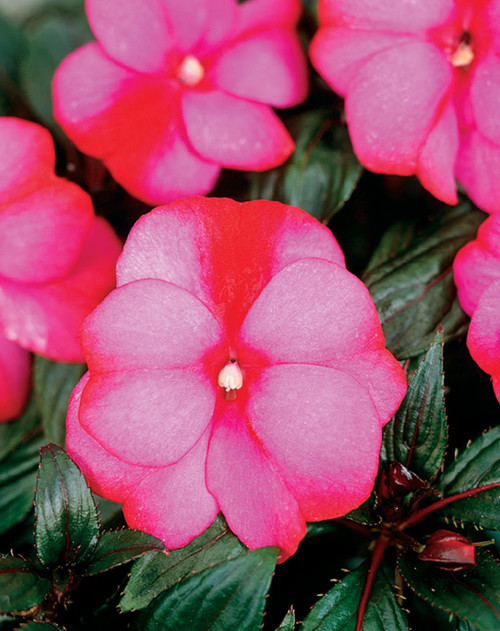 Infinity® Blushing Lilac Impatiens | Plant Addicts