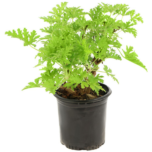 Citronella Mosquito Plant | Plant Addicts