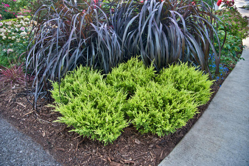 Graceful Grasses® Vertigo® Purple Fountain Grass | Plant Addicts