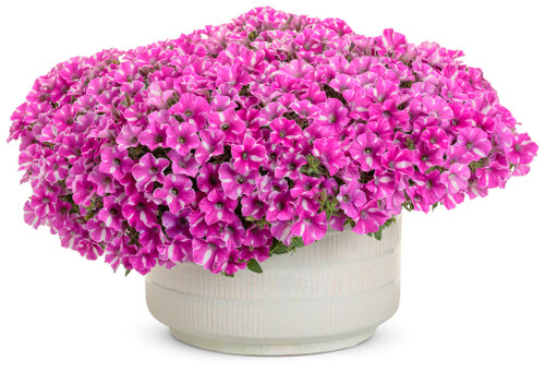 Supertunia® Raspberry Rush Petunia | Plant Addicts