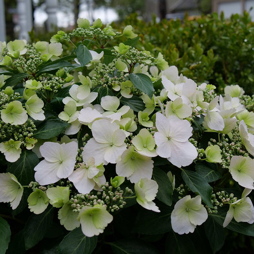 Fairytrail Bride Hydrangea | Plant Addicts