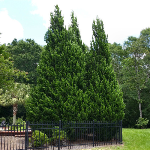 Leyland Cypress Trees | PlantAddicts.com