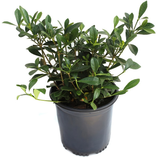 Radicans Gardenia | PlantAddicts.com