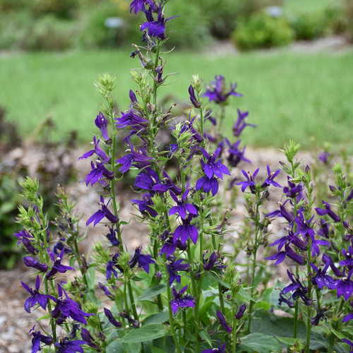Starship Blue Cardinal Flower | Plant Addicts