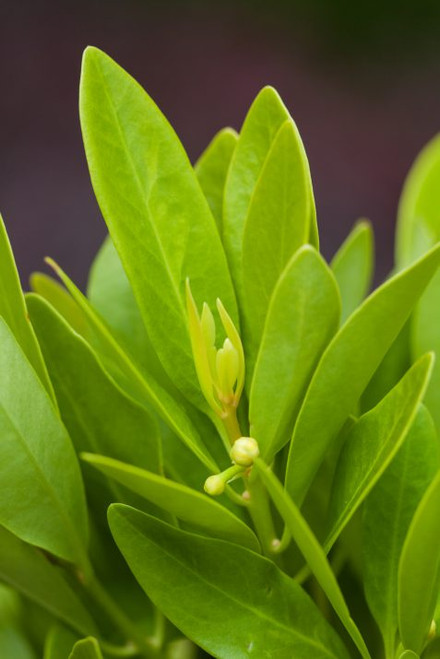 Bananappeal Anise Tree | Plant Addicts