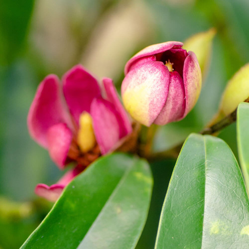 Stellar Ruby Magnolia | Plant Addicts