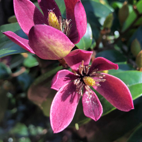 Stellar Ruby Magnolia | Plant Addicts
