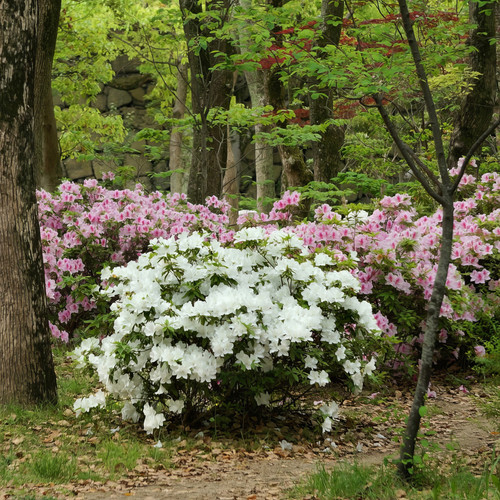 Autumn Lily Encore Azalea | PlantAddicts.com