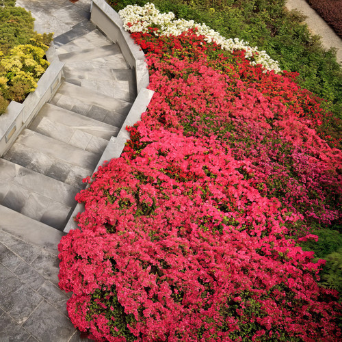 Autumn Ruby Encore Azalea | PlantAddicts.com