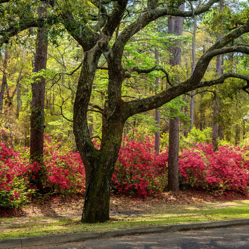 Autumn Ruby Encore Azalea | PlantAddicts.com