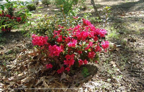 Autumn Ruby Encore Azalea | PlantAddicts.com