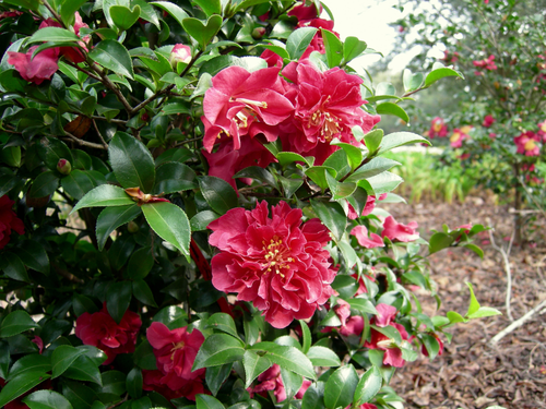 October Magic Ruby Camellia | PlantAddicts.com