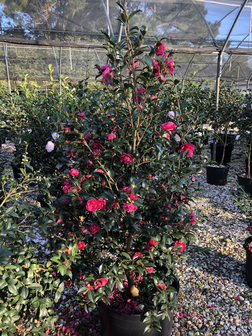 October Magic Ruby Camellia | PlantAddicts.com
