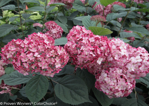 Invincibelle® Ruby Hydrangea | Plant Addicts