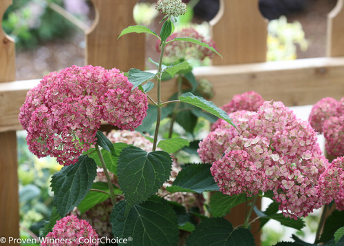 Invincibelle® Spirit II Hydrangea | Shop Care Info | Plant Addicts