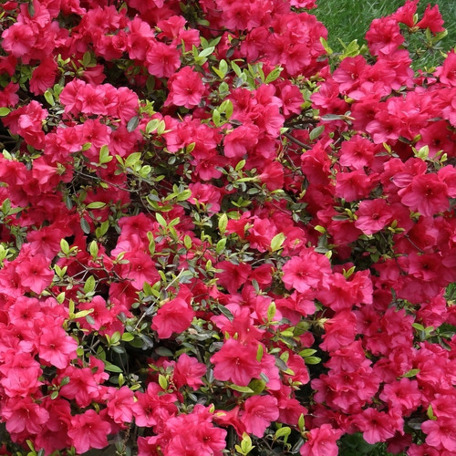 Girard's Crimson Azalea | Plant Addicts