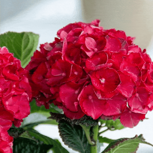 Cherry-Go-Round® Reblooming Hydrangea | Plant Addicts