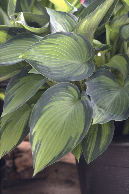 June Hosta | Plant Addicts