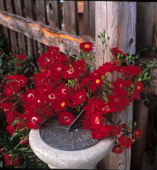 Red Flower Carpet Rose | Plant Addicts