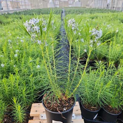 Narrowleaf Blue Star | Plant Addicts