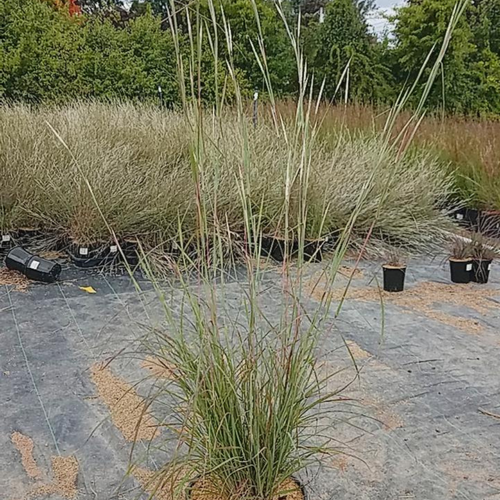 Black Mountain Bluestem Grass | Plant Addicts