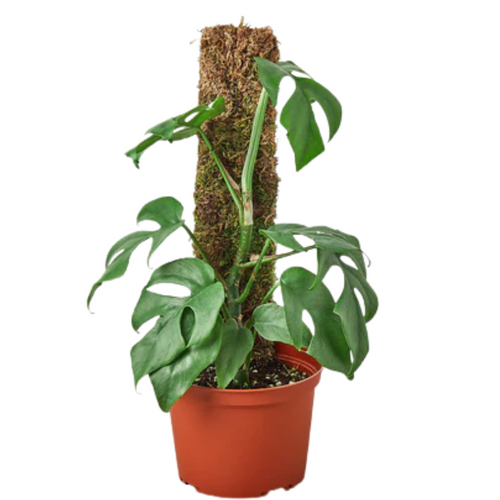 Mini Monstera | Plant Addicts