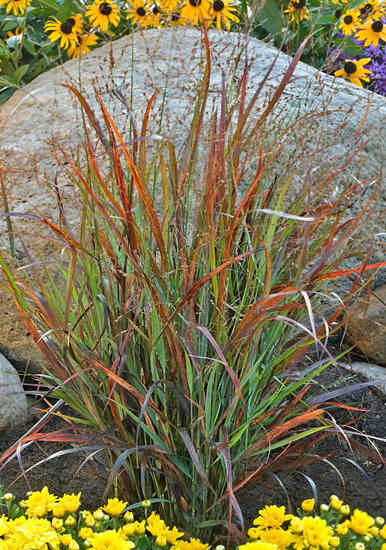 Prairie Winds® Cheyenne Sky Switch Grass | Plant Addicts