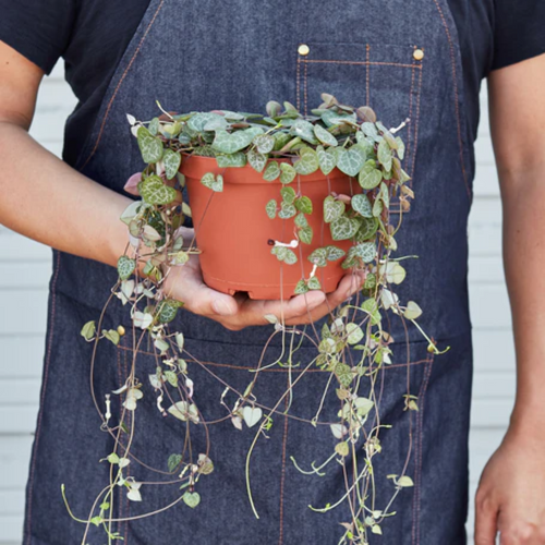 String Of Hearts | Plant Addicts