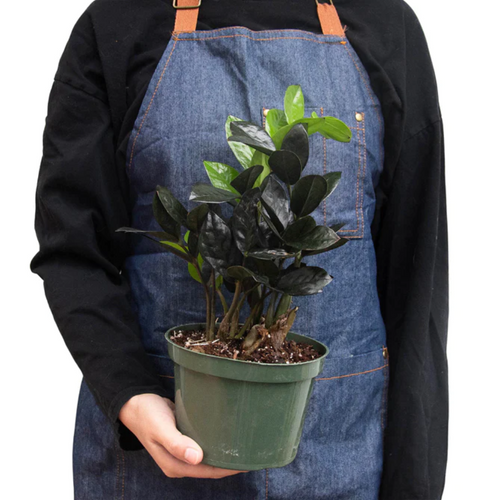 Black Raven Zz Plant | Plant Addicts